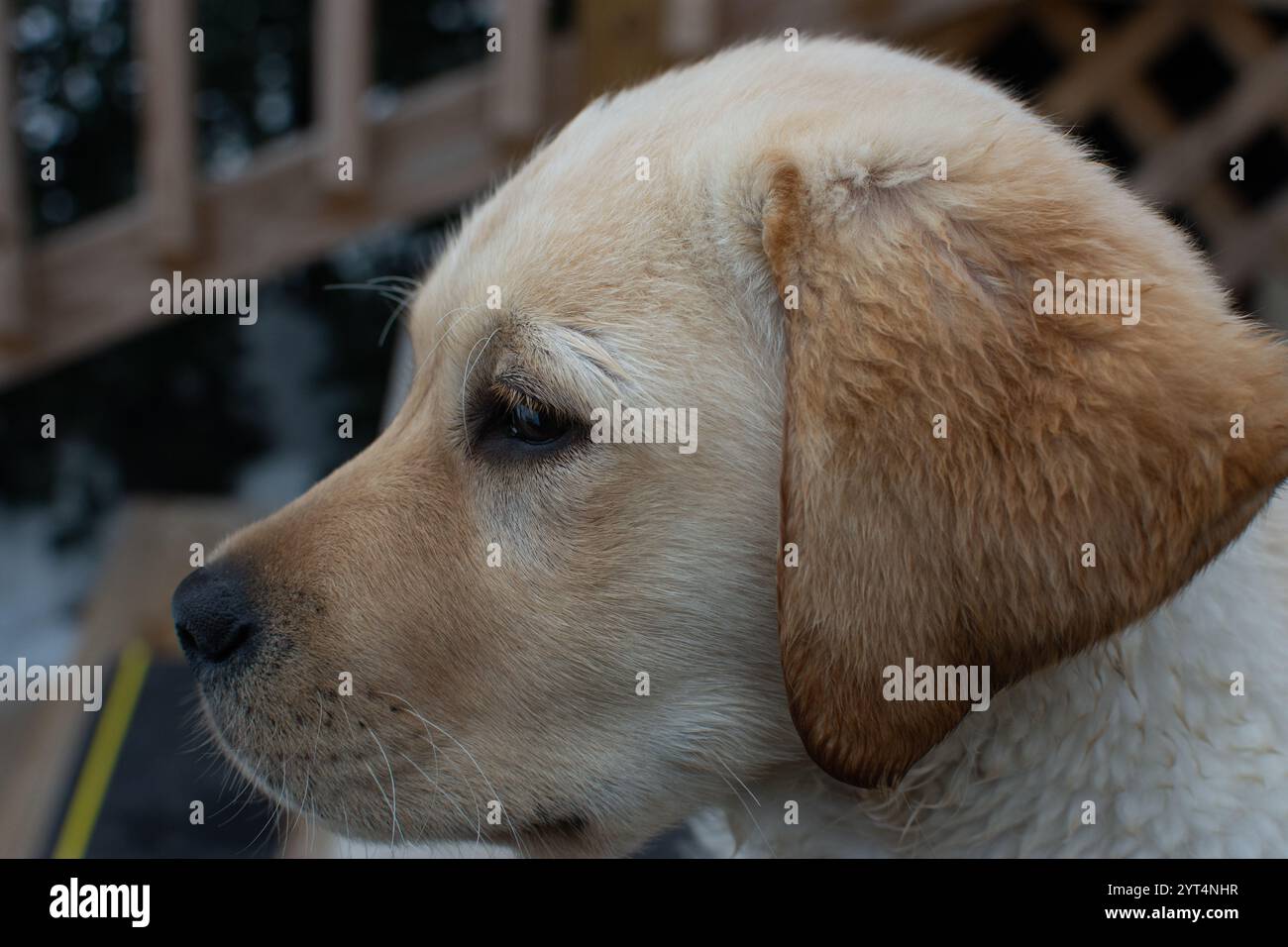 English yellow lab hi-res stock photography and images - Alamy