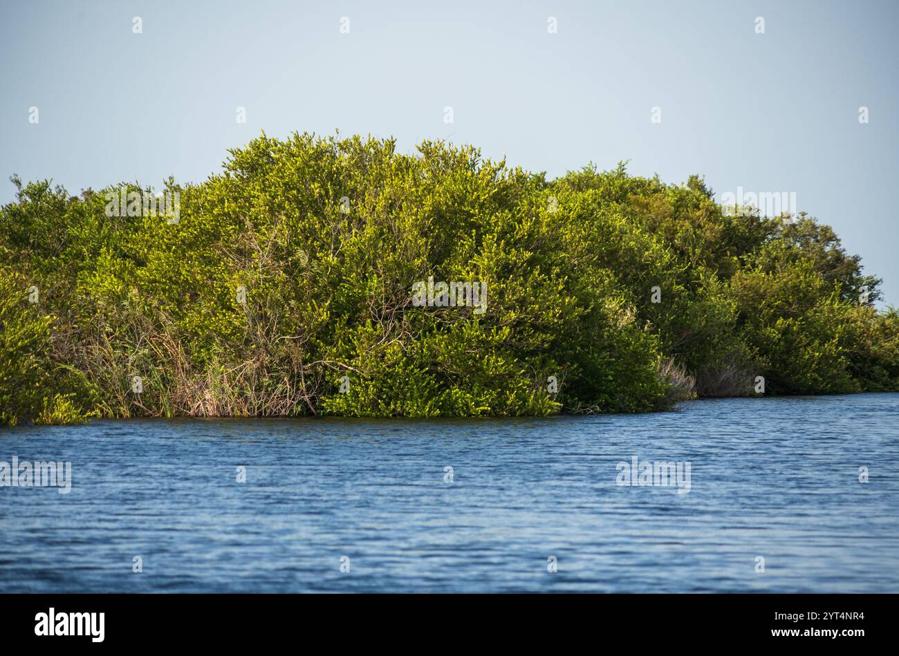 The Swamp land at Everglades National Park, Florida, United States ...