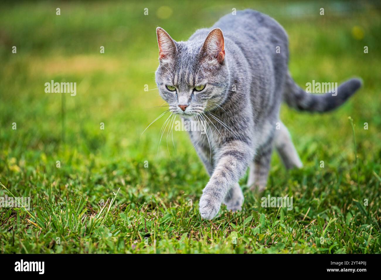 Grey cat walking outdoor on green grass, looking focus Stock Photo - Alamy