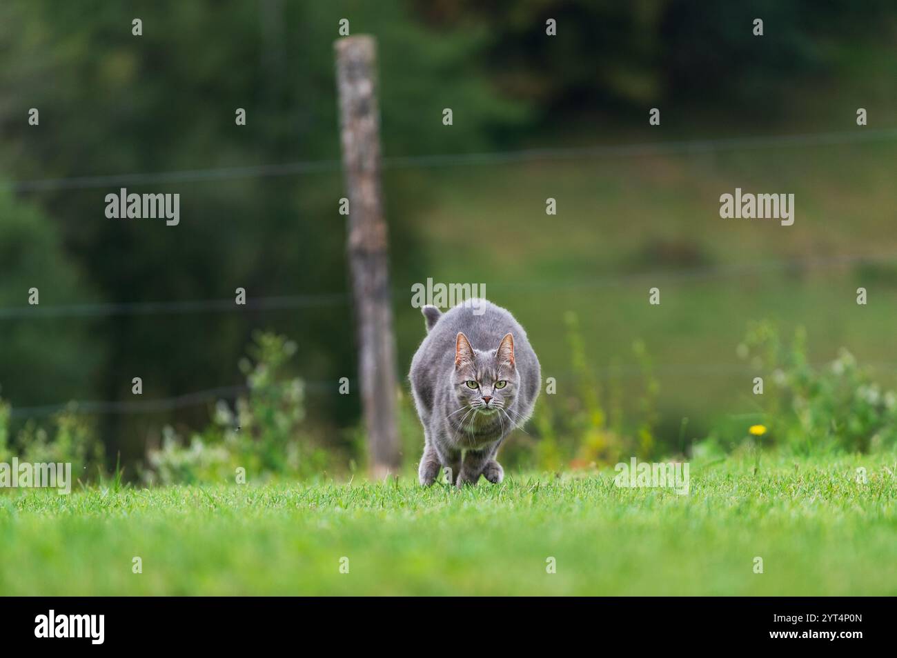 Grey tabby cat running hi-res stock photography and images - Alamy