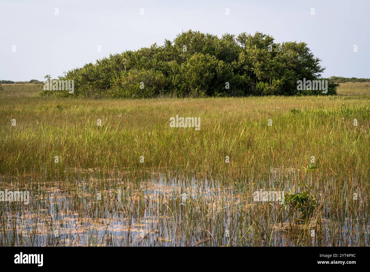 The Swamp land at Everglades National Park, Florida, United States ...