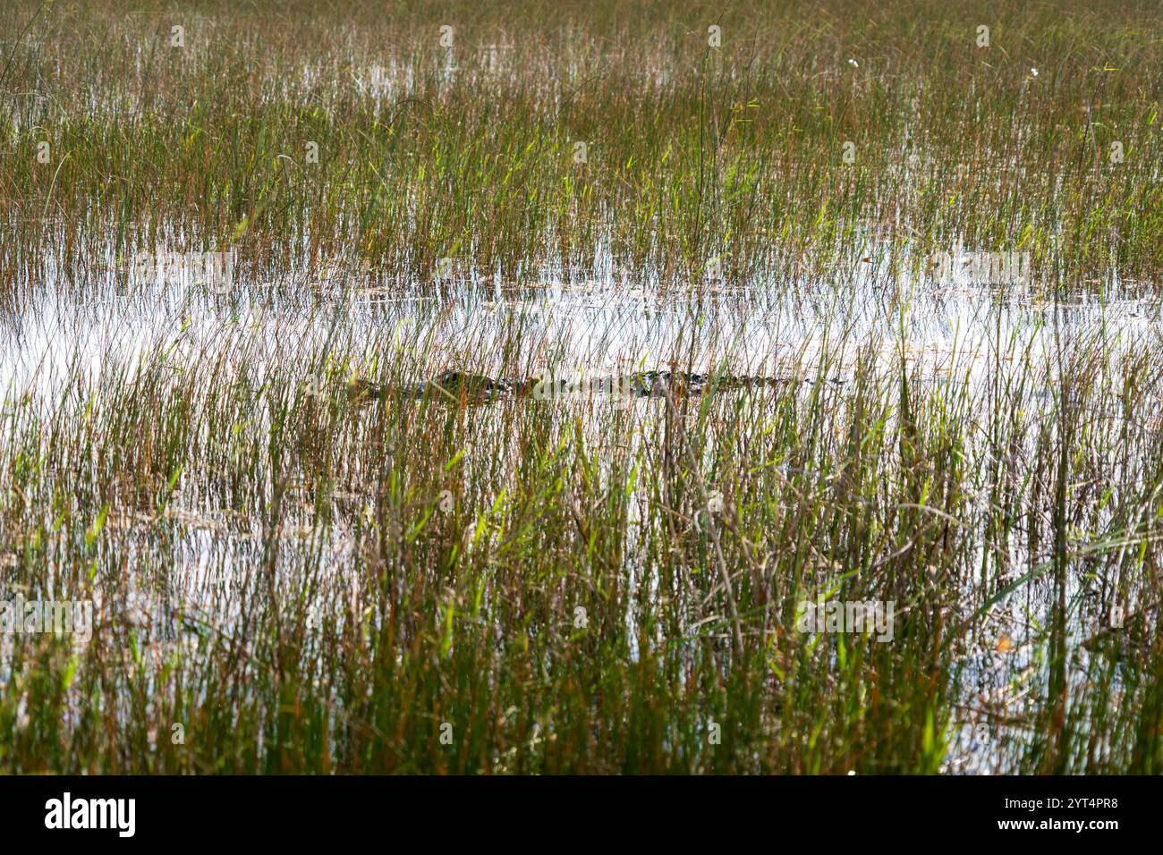 A Crocodile at Everglades National Park, Florida, United States Stock ...