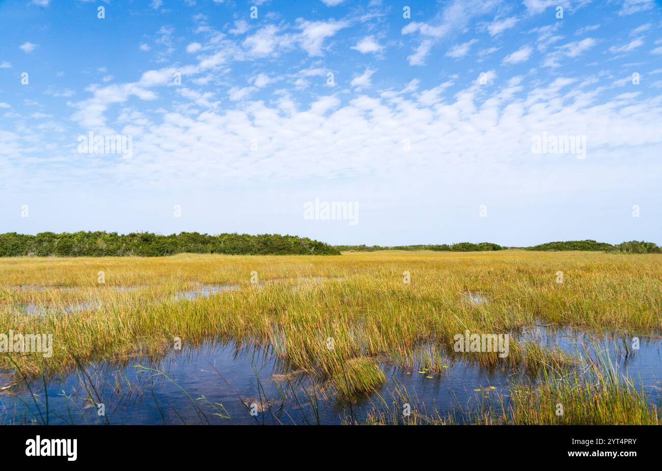 The Swamp land at Everglades National Park, Florida, United States ...