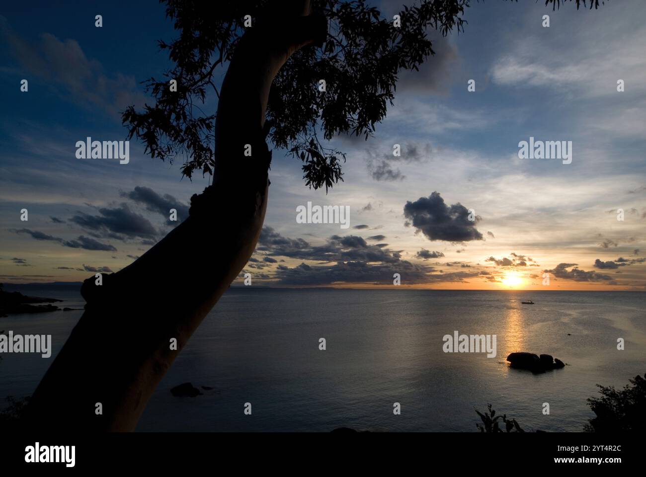 Ocean tree hi-res stock photography and images - Alamy