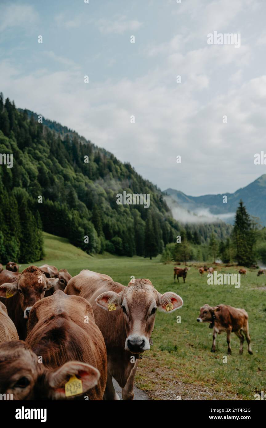 Cattle in alpine mountain hi-res stock photography and images - Alamy