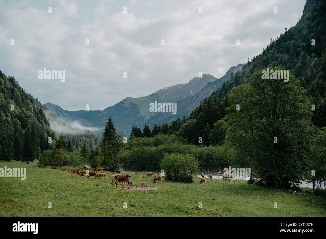 Alpine meadow trees hi-res stock photography and images - Alamy