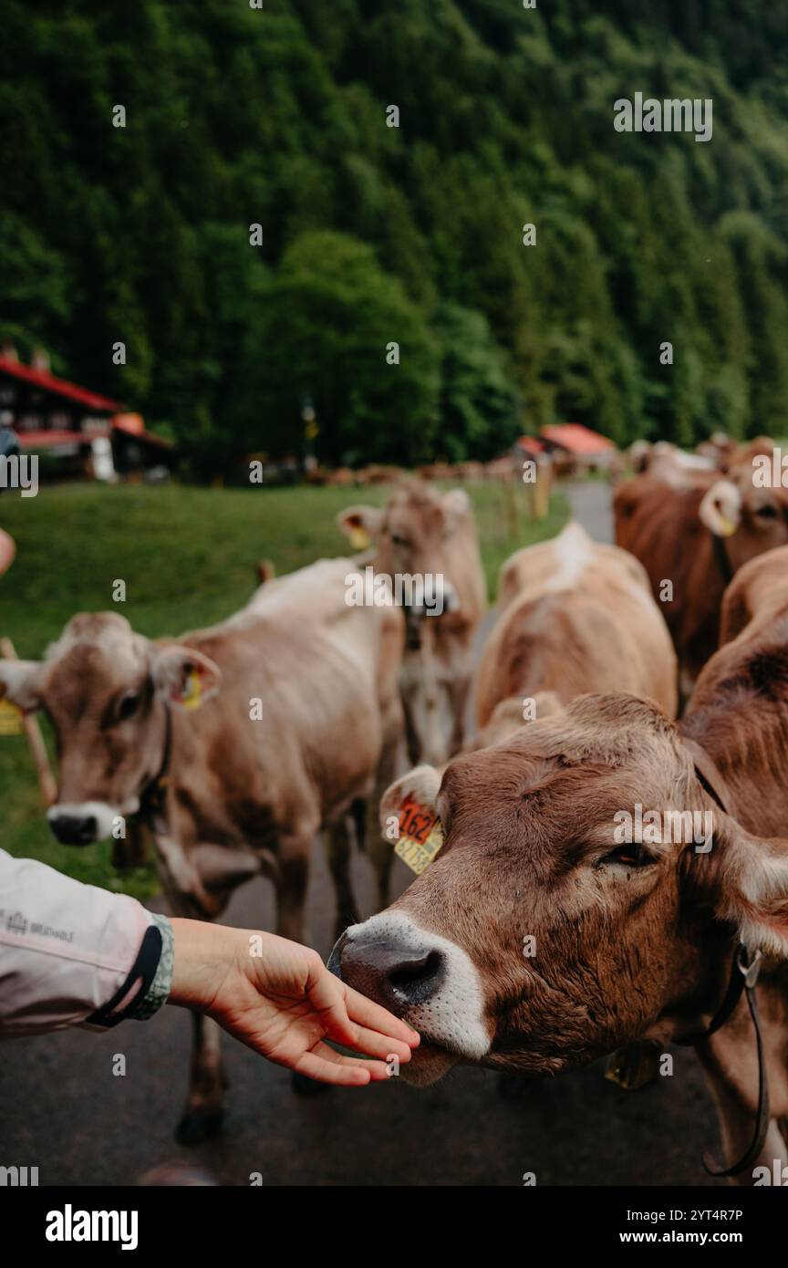 Friendly Encounter with Alpine Cattle, Hand Touching a Cow Stock Photo ...