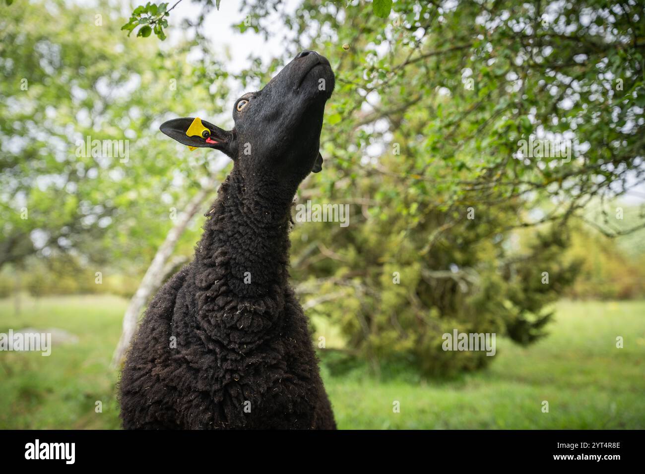 The story of a sheep that feasts on blossoming apple tree shoots. The ...