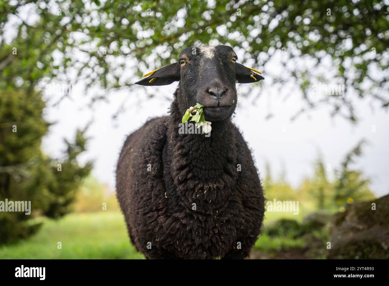 The story of a sheep that feasts on blossoming apple tree shoots. The ...