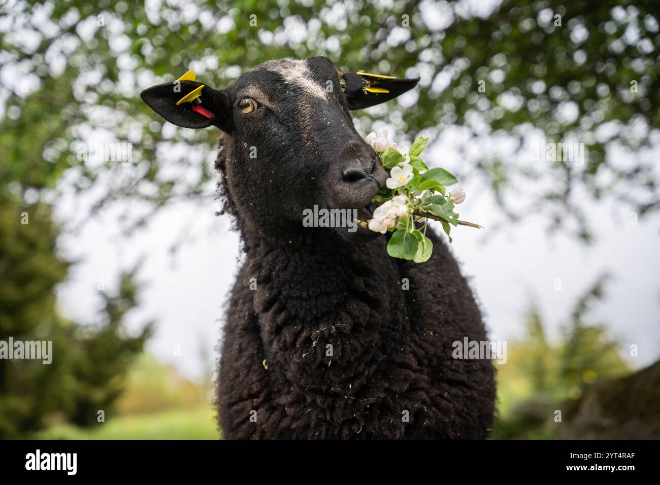 The story of a sheep that feasts on blossoming apple tree shoots. The ...