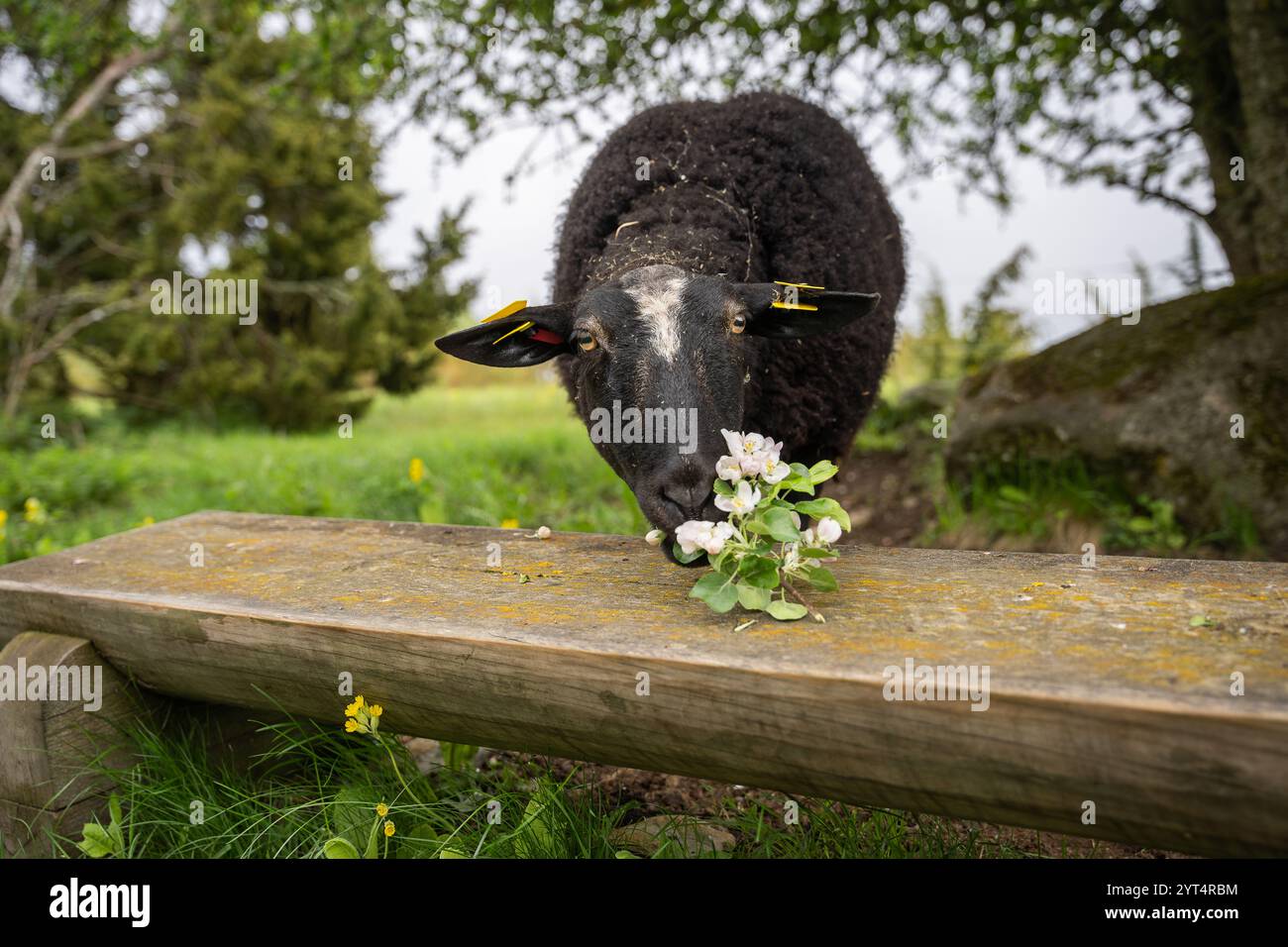 The story of a sheep that feasts on blossoming apple tree shoots. The ...