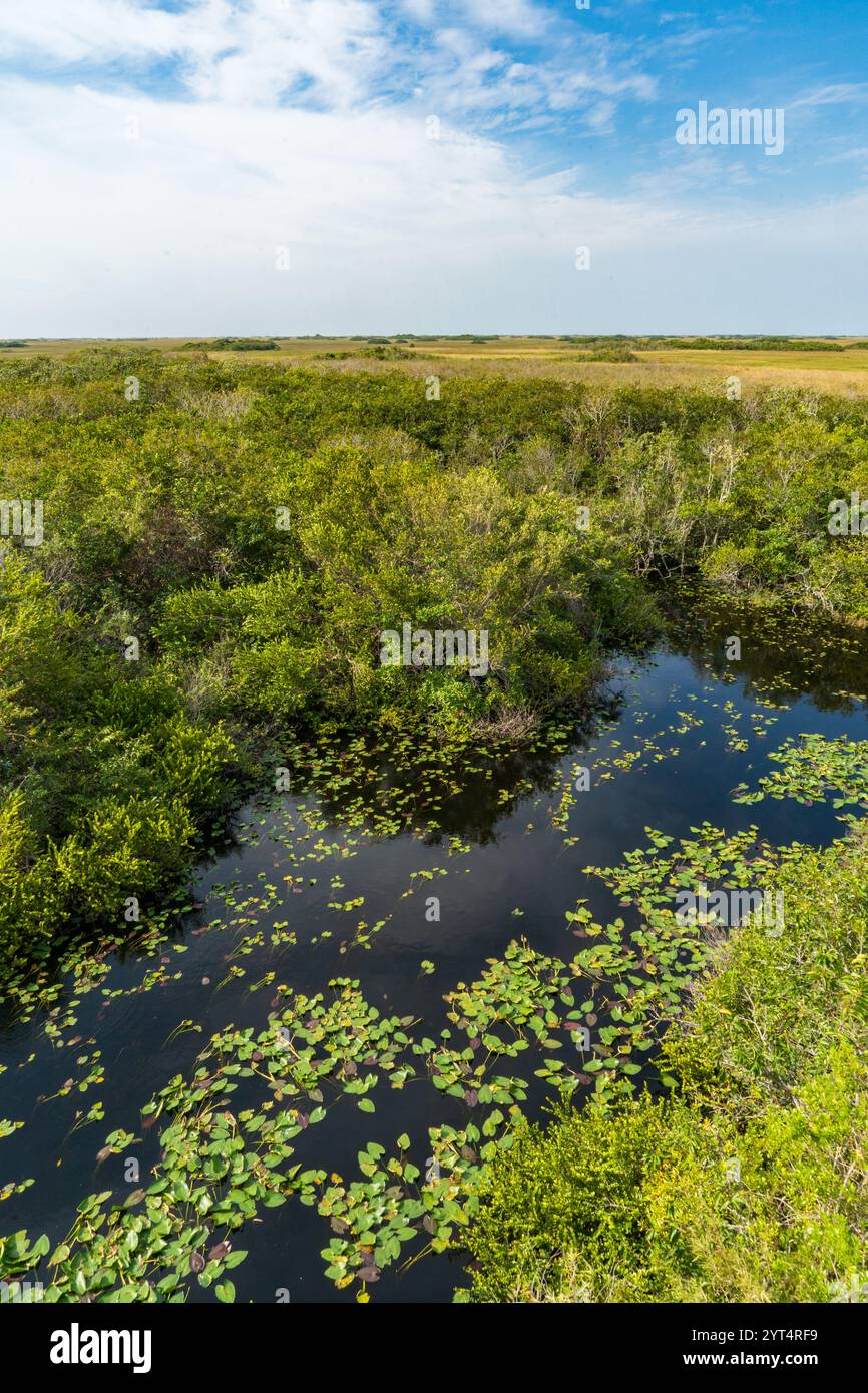 The Swamp land at Everglades National Park, Florida, United States ...