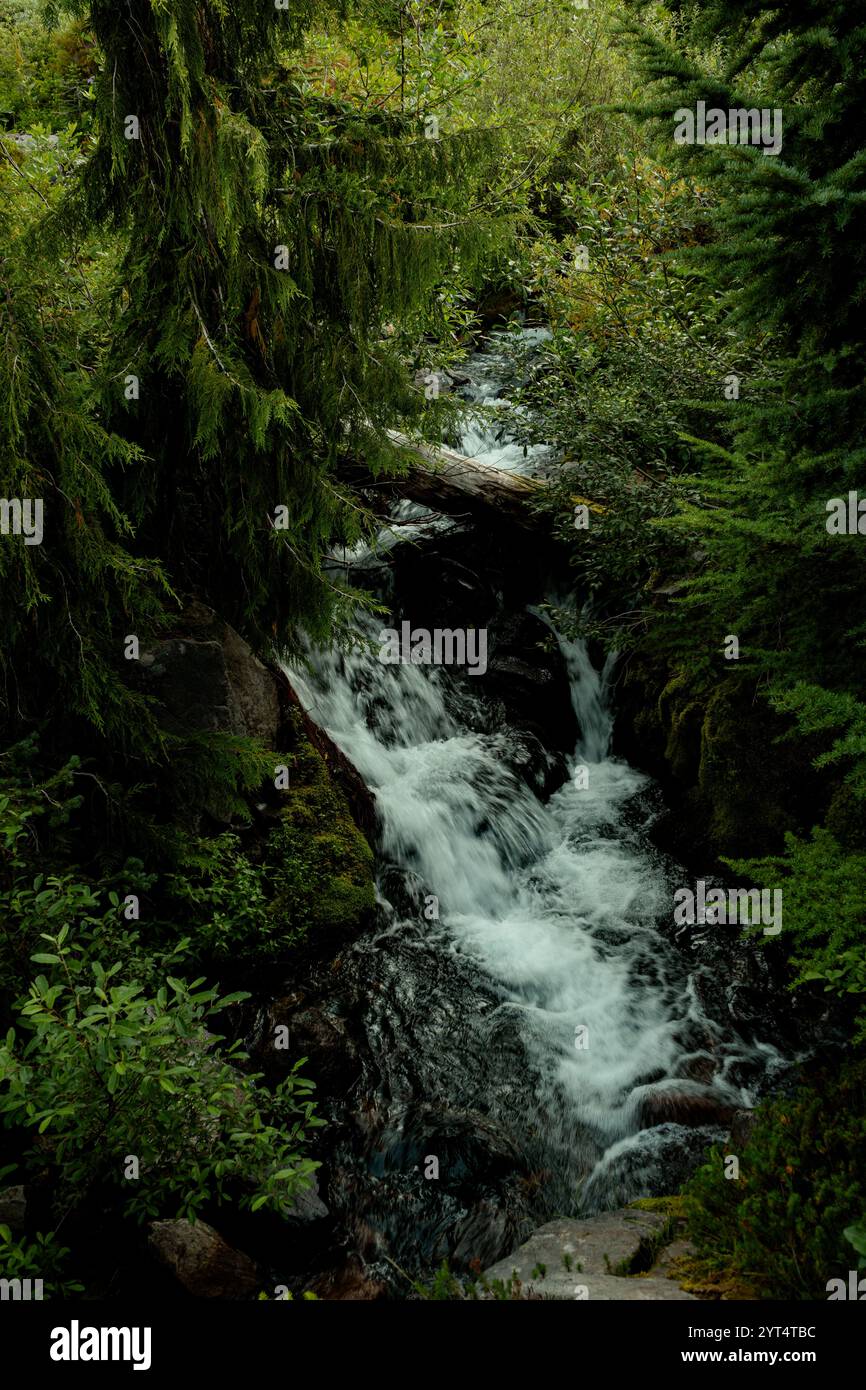 Secretforest hi-res stock photography and images - Alamy