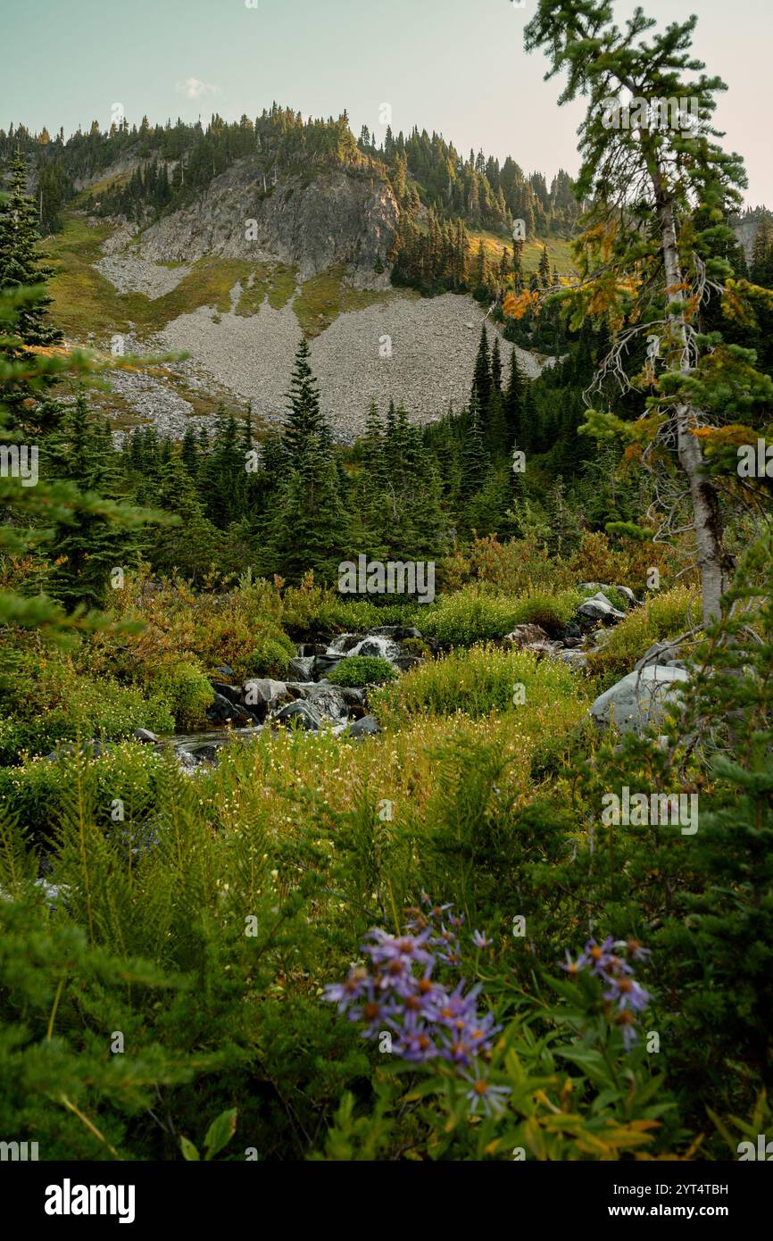 Mountain tree ferns hi-res stock photography and images - Alamy