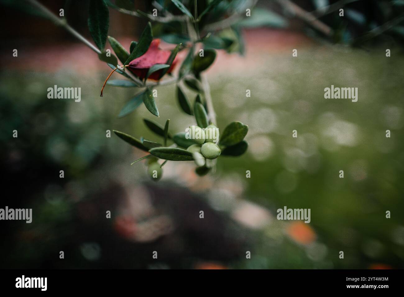 Olives growing on olive hi-res stock photography and images - Alamy
