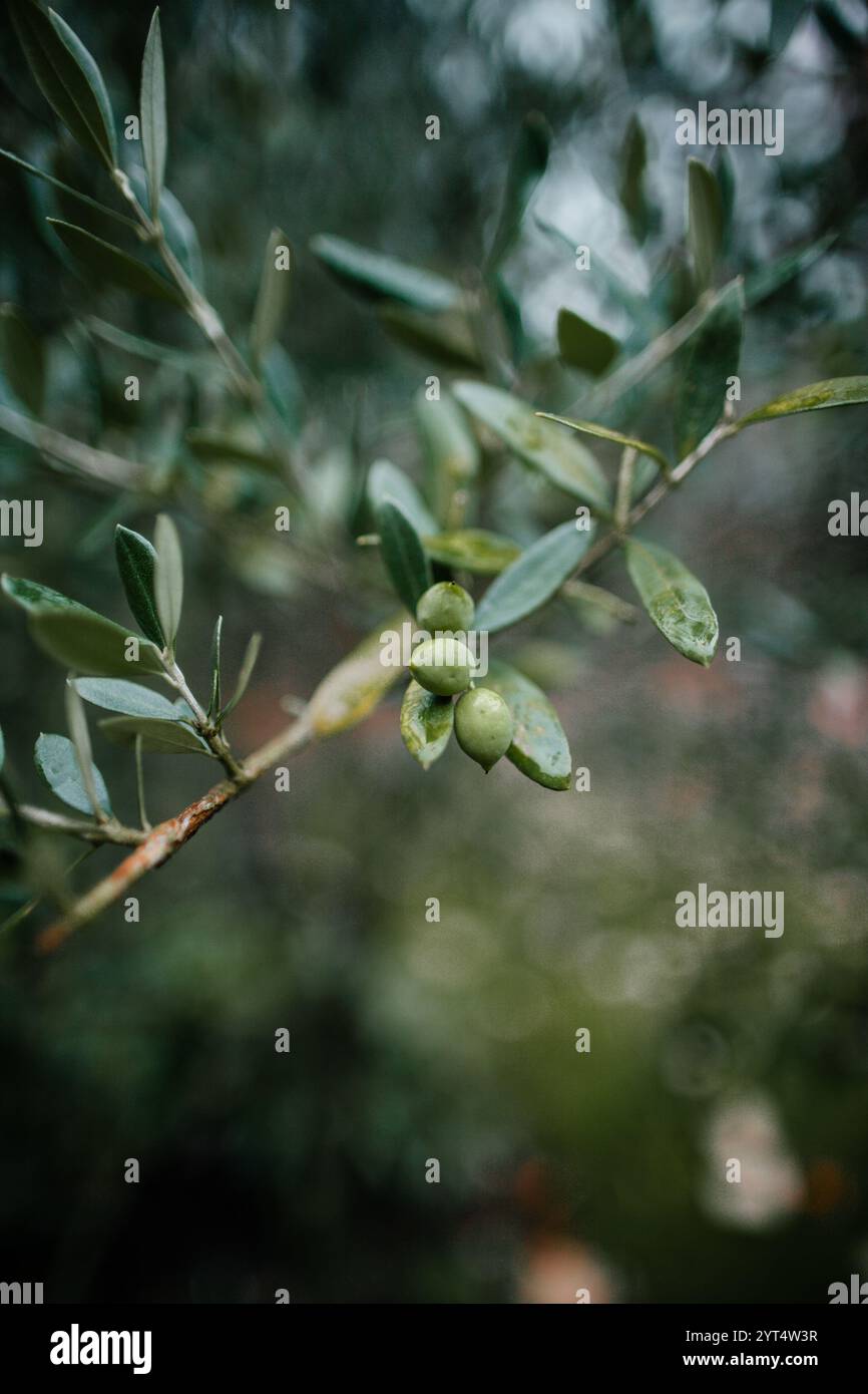 Light green olives hi-res stock photography and images - Alamy