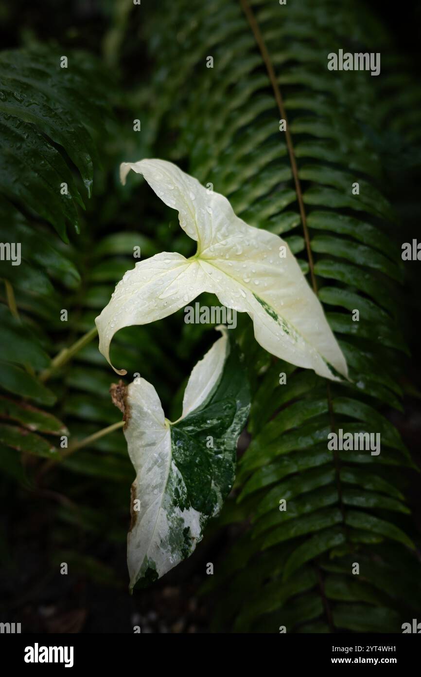 white variegated plant in tropical background Stock Photo - Alamy