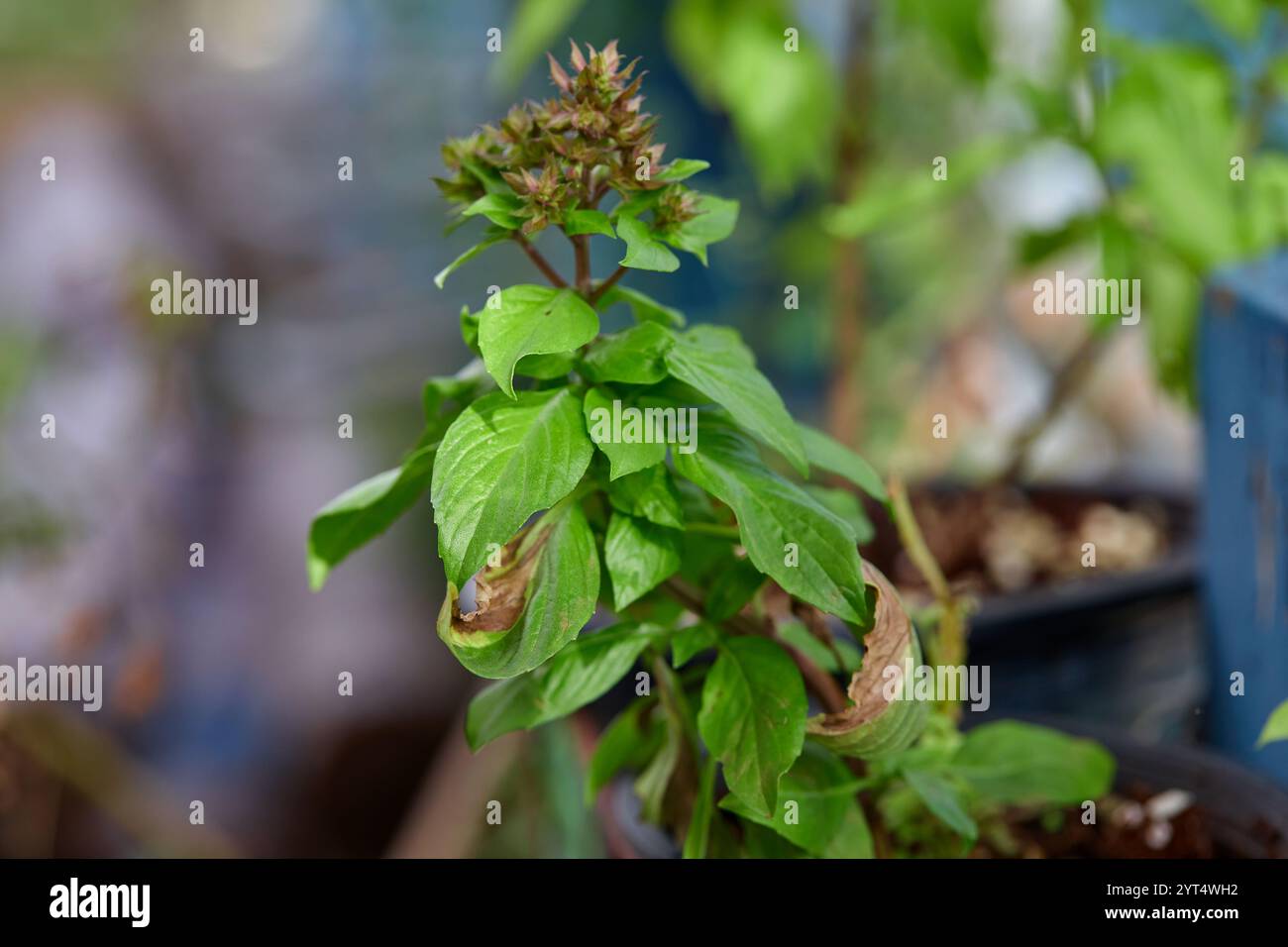 Sweet basil leaves with inflorescence in the vegetable garden Stock ...