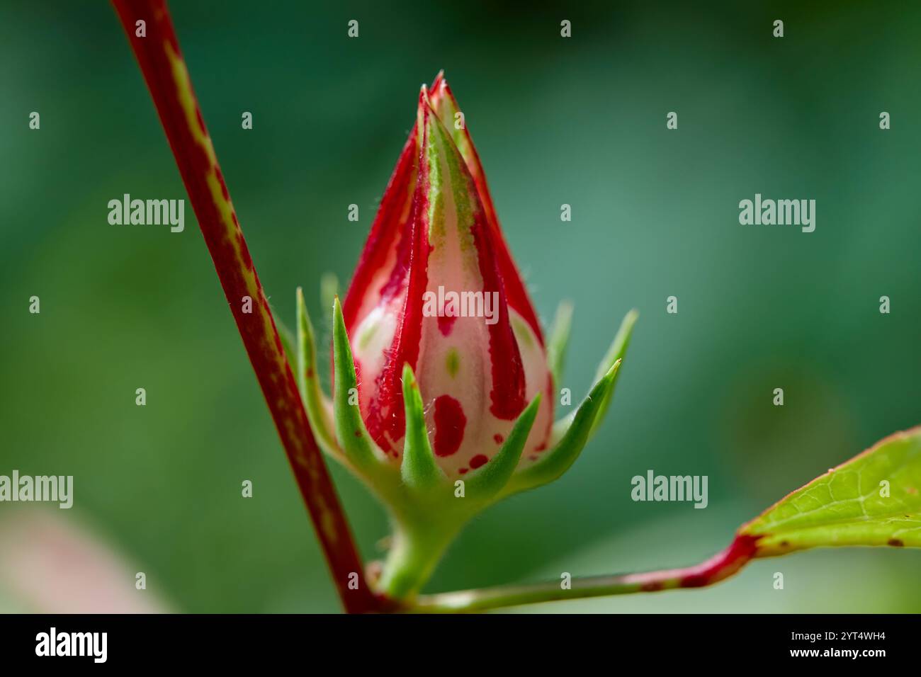 Rosella plant hi-res stock photography and images - Alamy