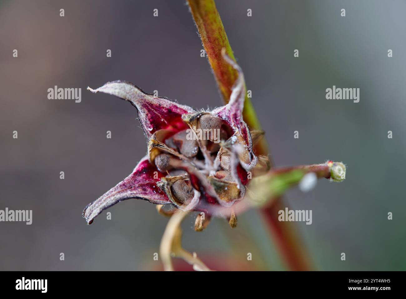 Rosella plant hi-res stock photography and images - Alamy