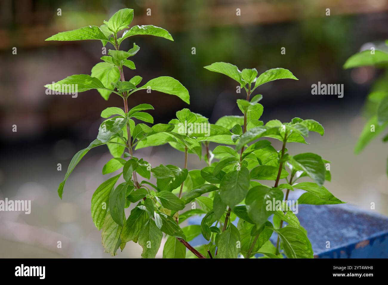 Sweet basil leaves in the vegetable garden Stock Photo - Alamy