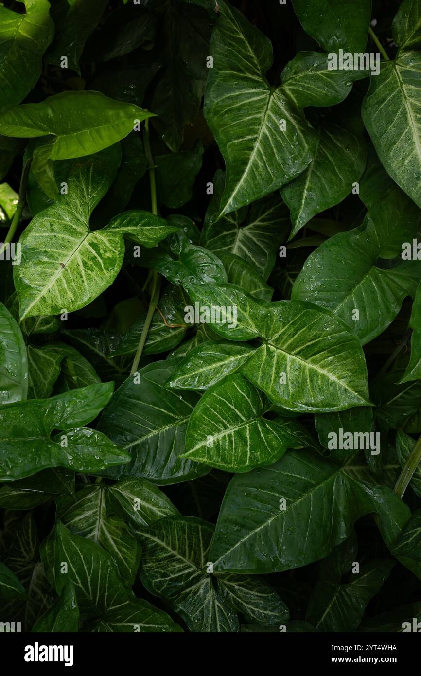 Variegated tropical leaves hi-res stock photography and images - Alamy