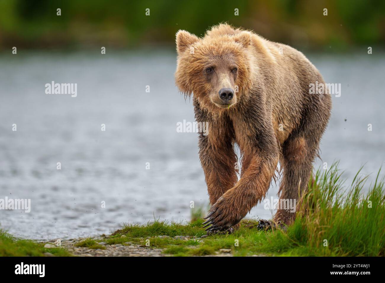 Bear along river hi-res stock photography and images - Alamy