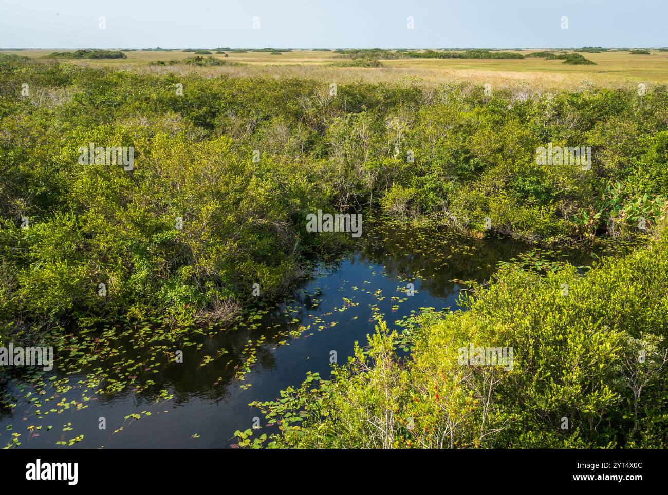 The Swamp land at Everglades National Park, Florida, United States ...