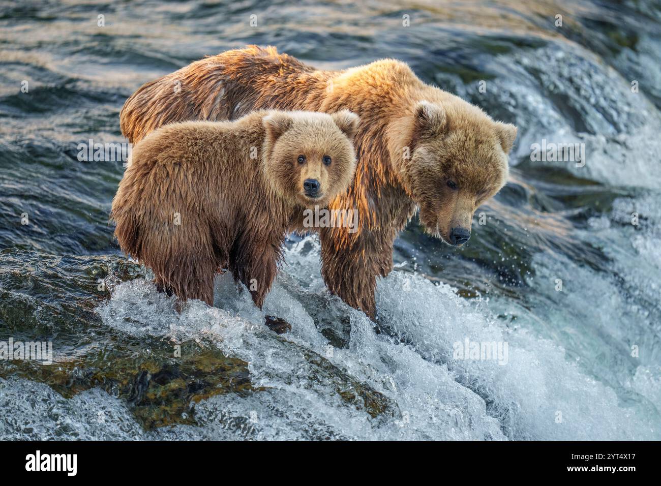 Brown Bear and Her Cub Fishing for Salmon Brooks Falls Stock Photo - Alamy