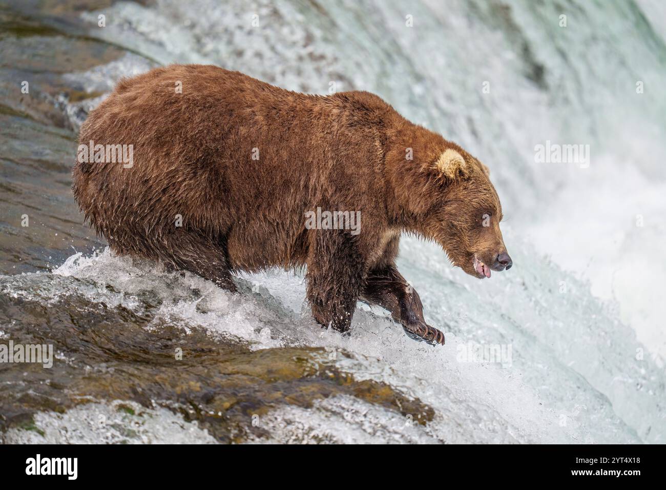 Brooks Falls Fishing Grizzly Bear Stock Photo - Alamy