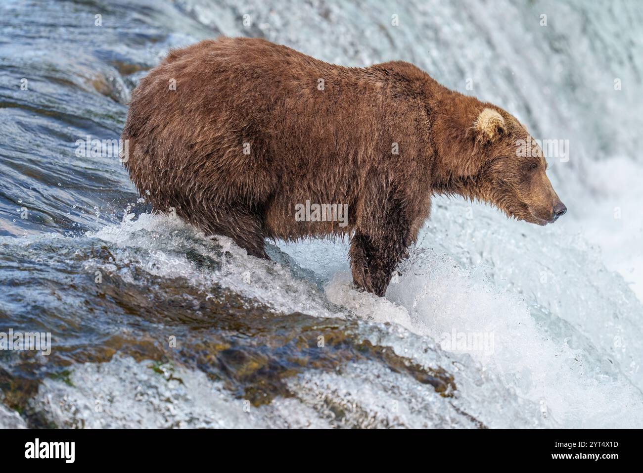 Coastal Brown Bear Fishing Brooks Falls Stock Photo - Alamy