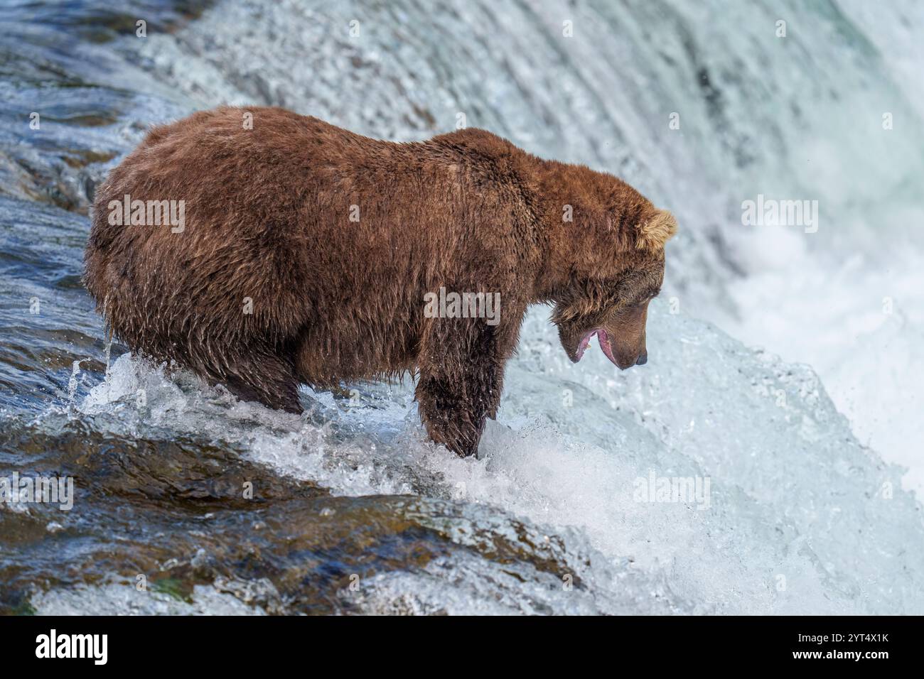 Fat bear katmai national park hi-res stock photography and images - Alamy