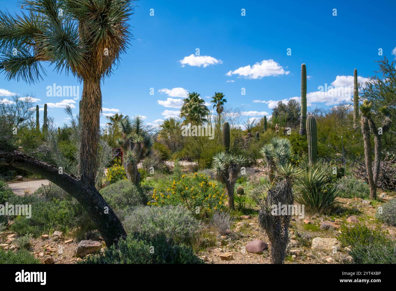 A spiny wild cactus plant in Tucson, Arizona Stock Photo - Alamy