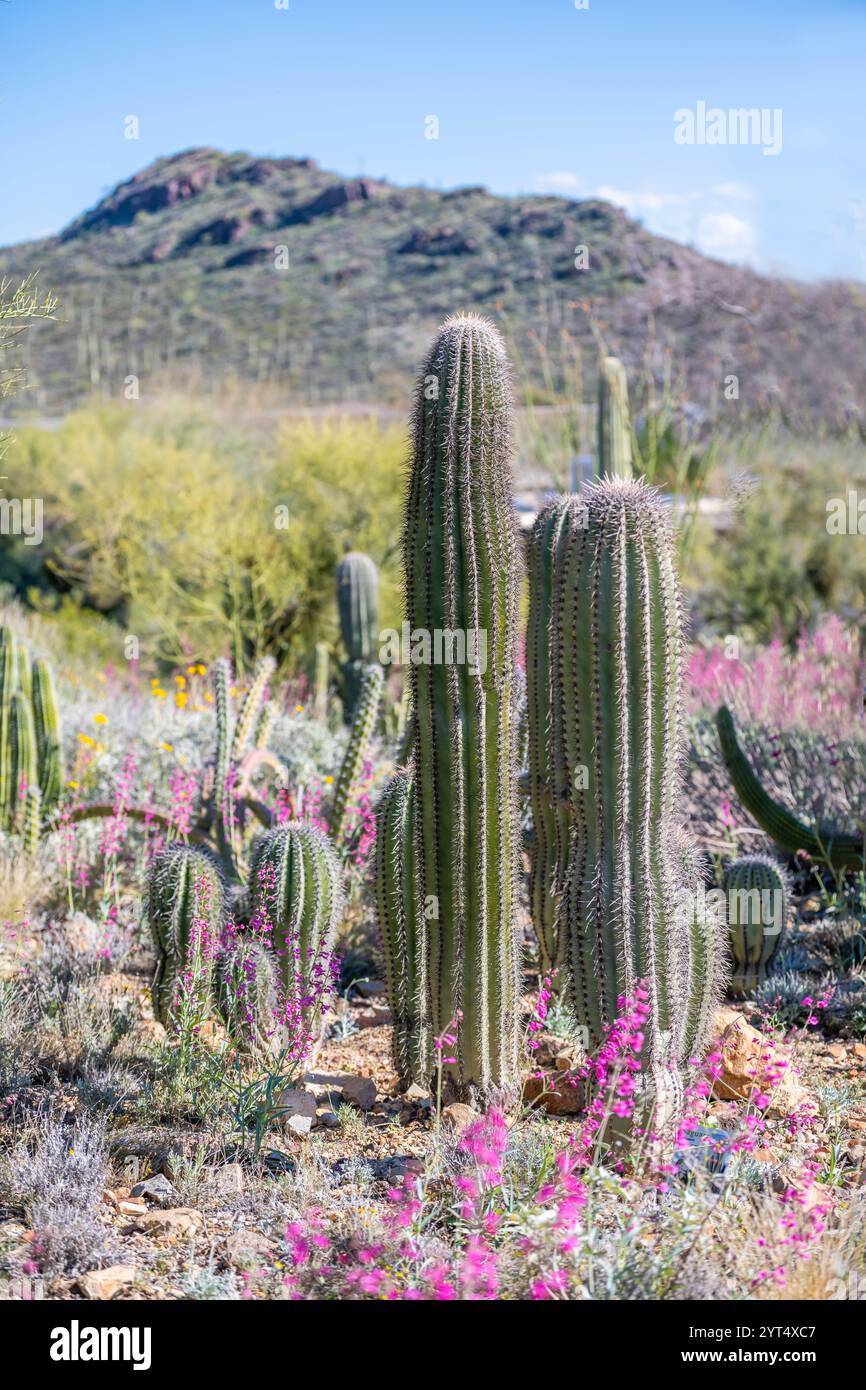 A spiny wild cactus plant in Tucson, Arizona Stock Photo - Alamy