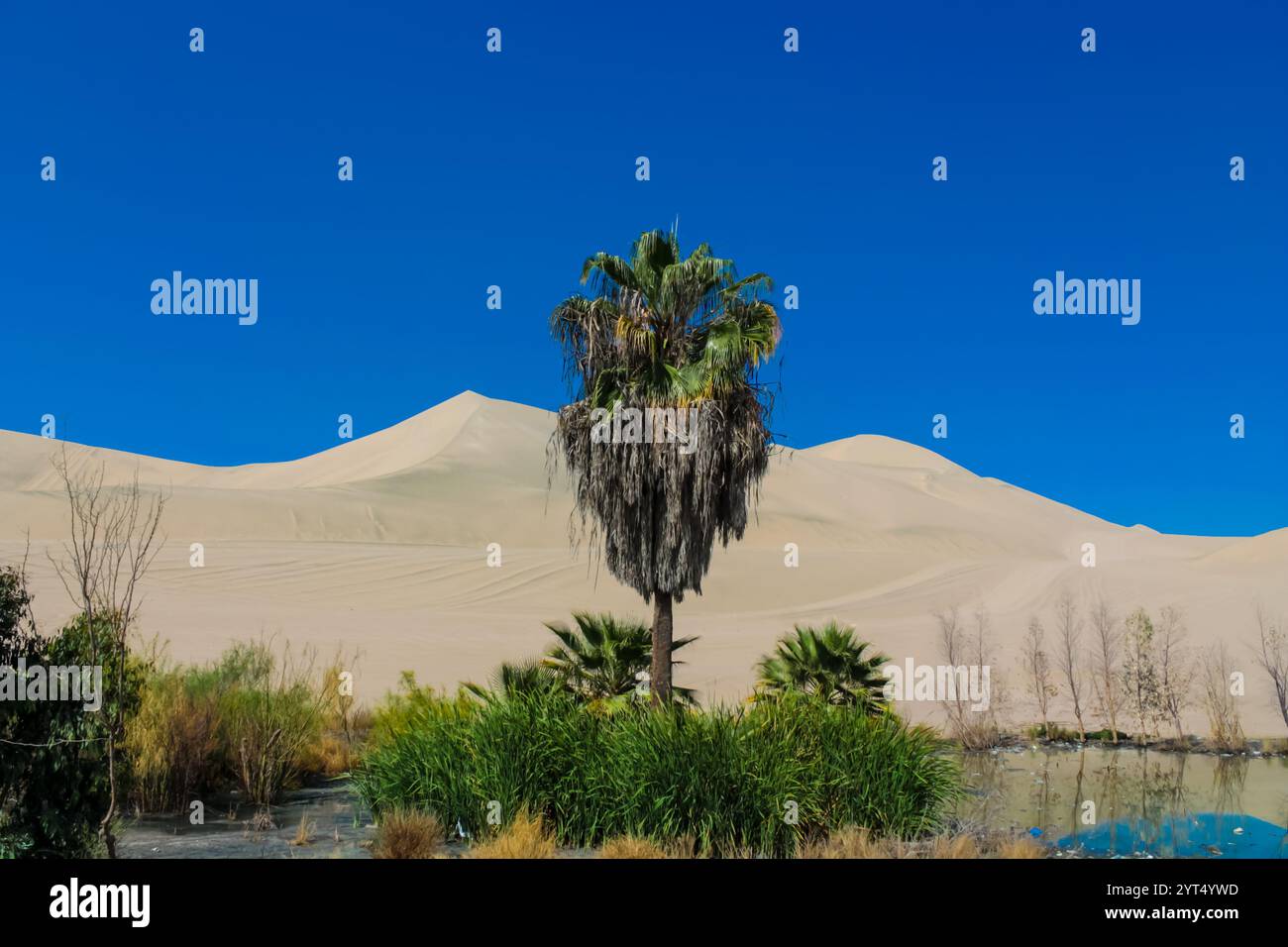 Oasis Huacachina in the desert of Peru. South America landscape sights ...