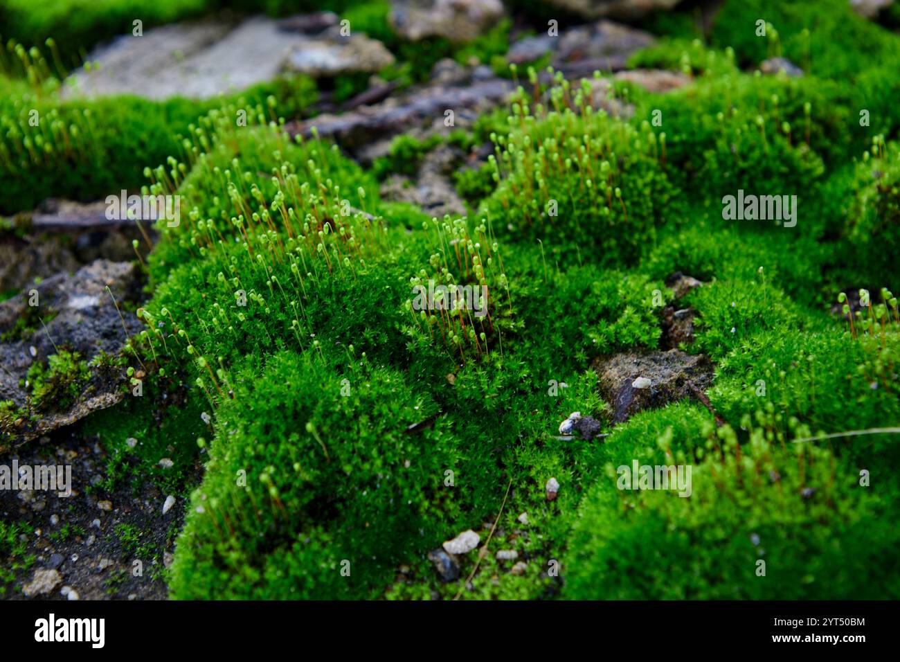 Green moss texture on dirt hi-res stock photography and images - Alamy