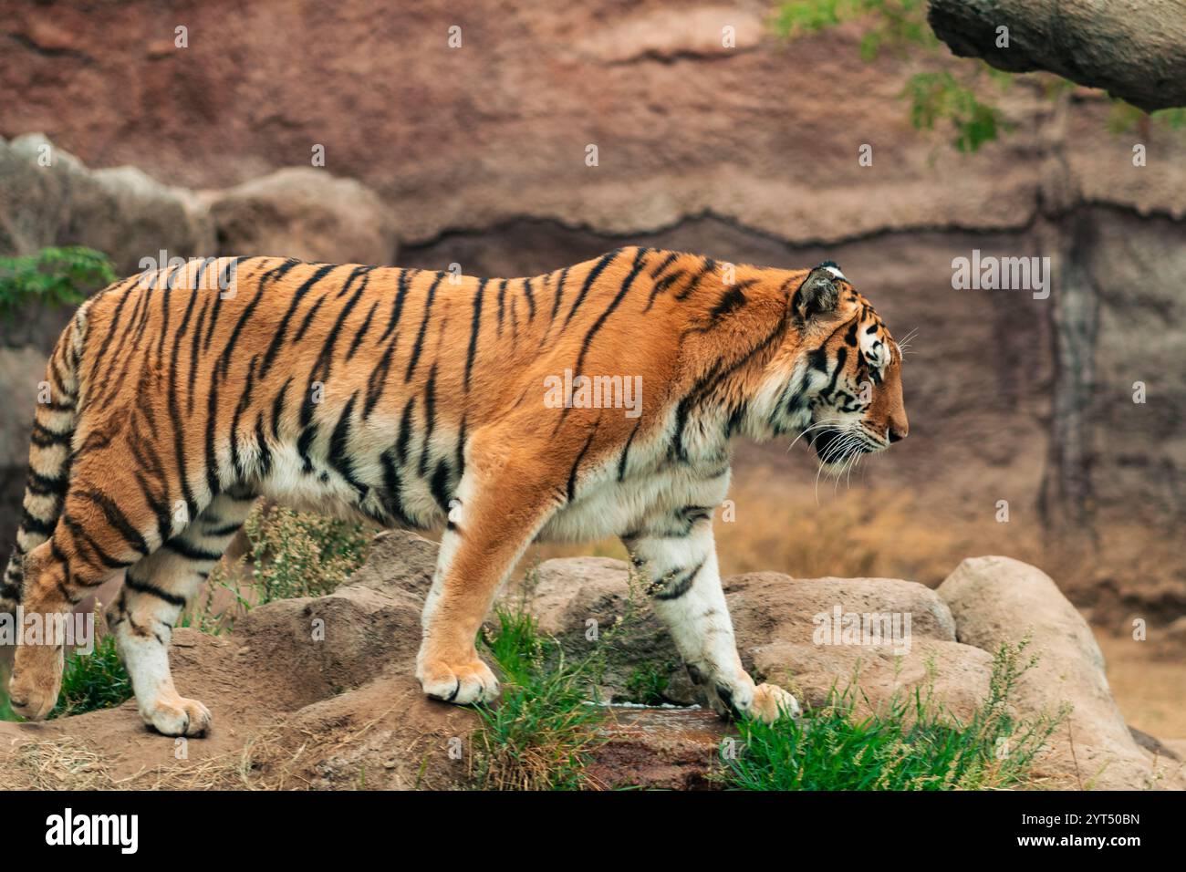 View of an adult tiger and his family in a natural zoo Stock Photo - Alamy