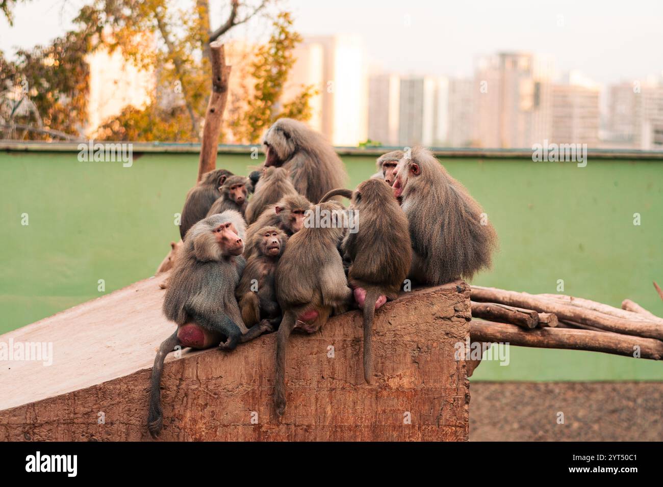 Freedom monkeys hi-res stock photography and images - Alamy