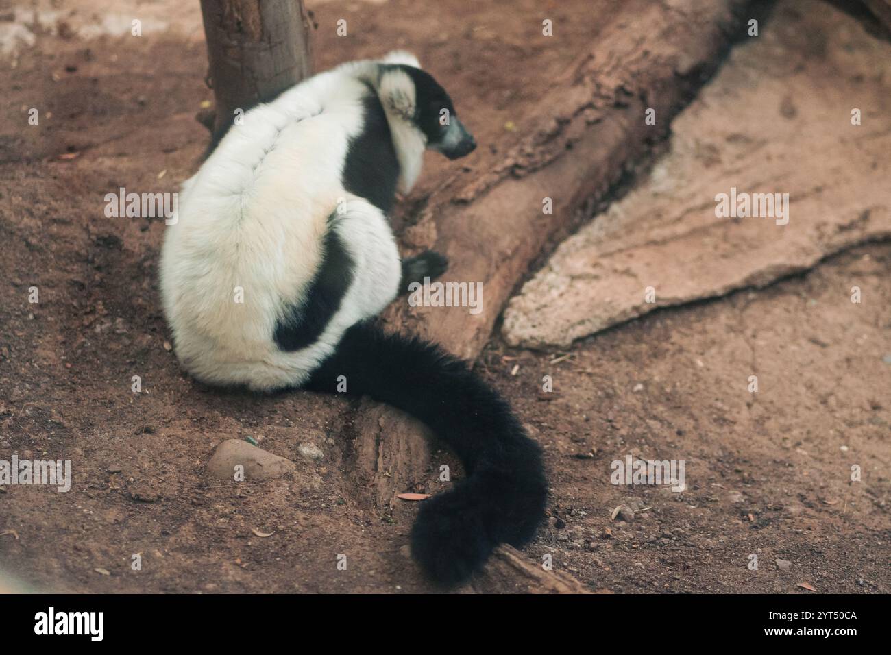 View of an adult black and white lemur from behind Stock Photo - Alamy