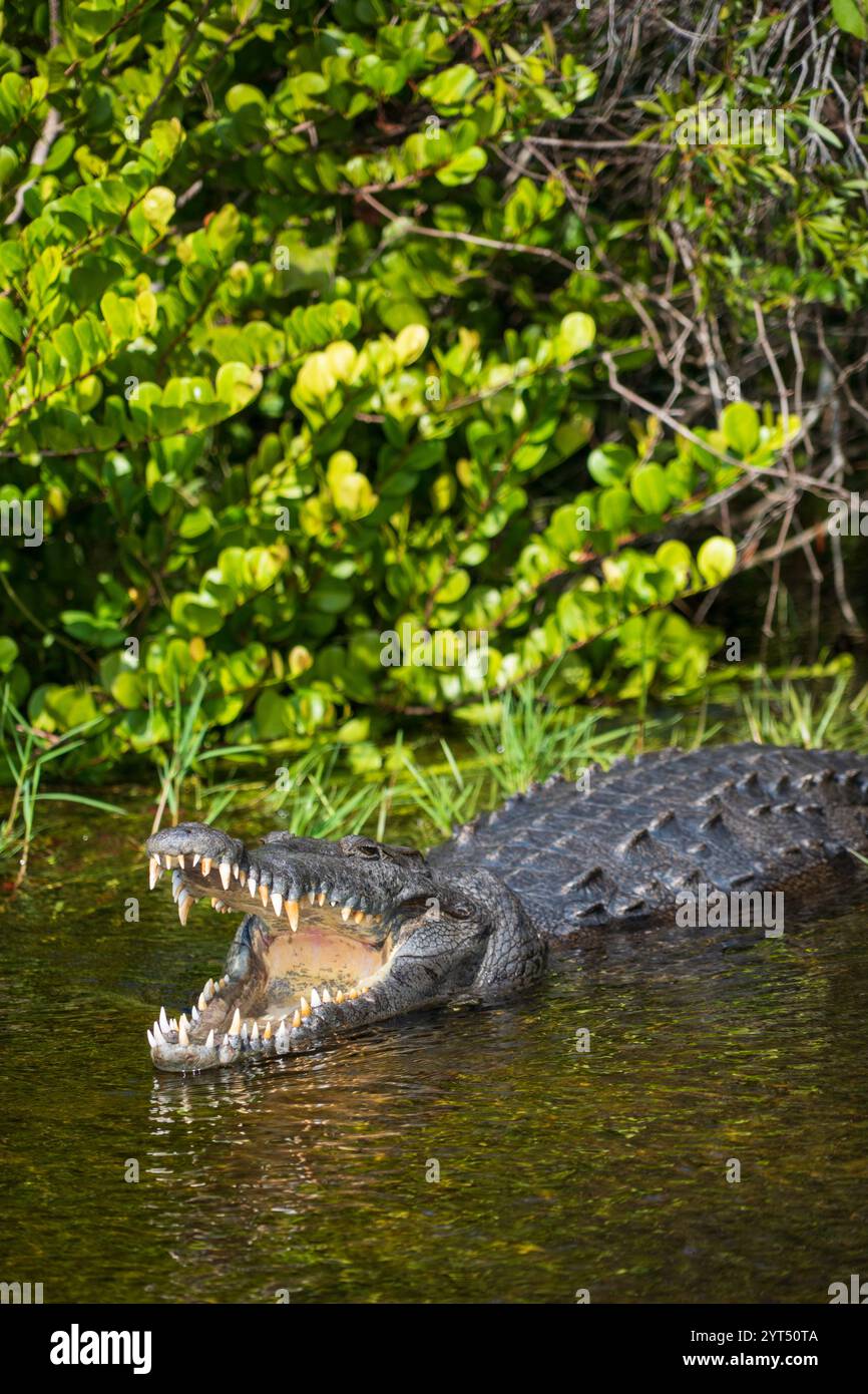 A Crocodile at Everglades National Park, Florida, United States Stock ...