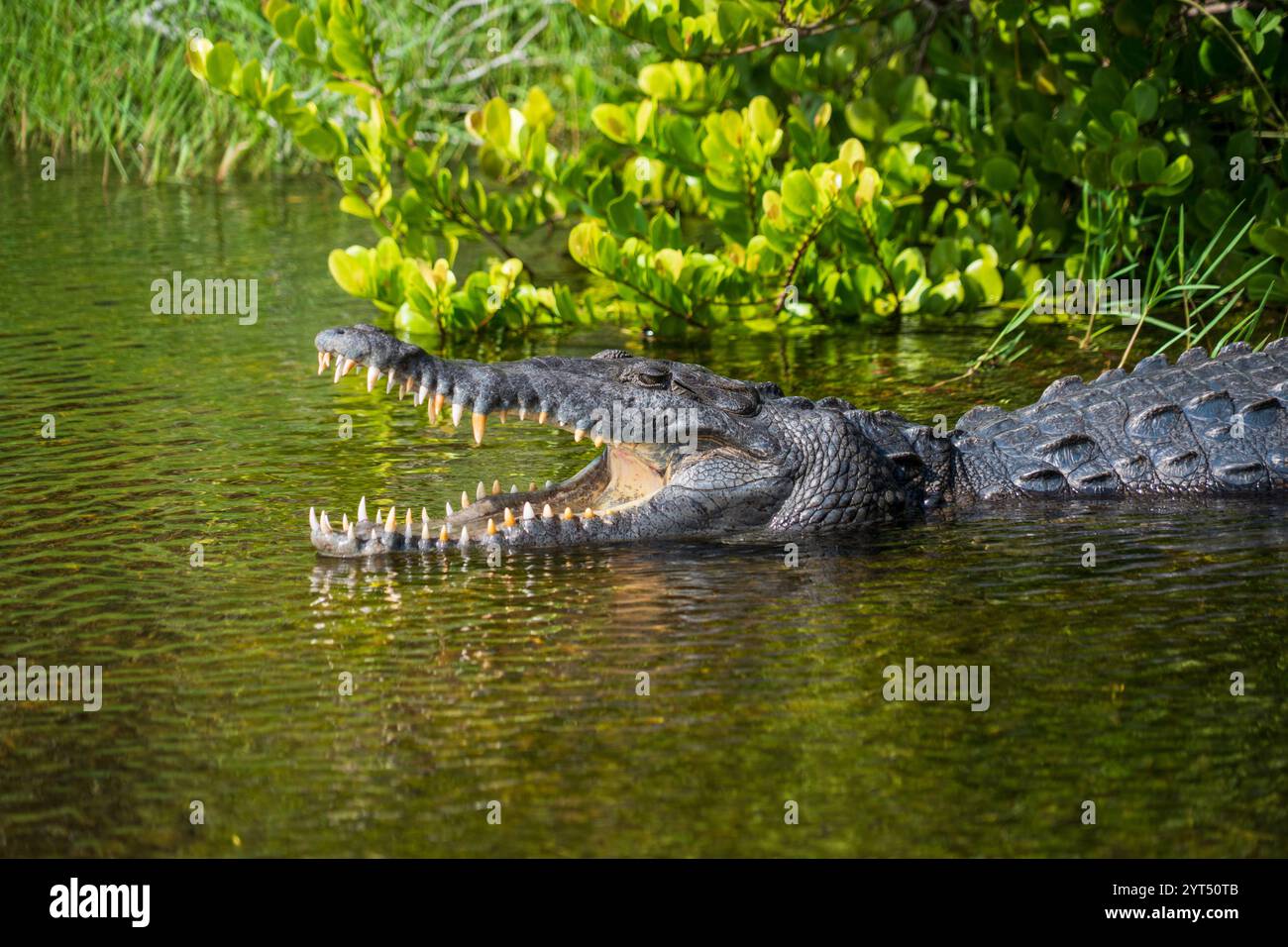 A Crocodile at Everglades National Park, Florida, United States Stock ...