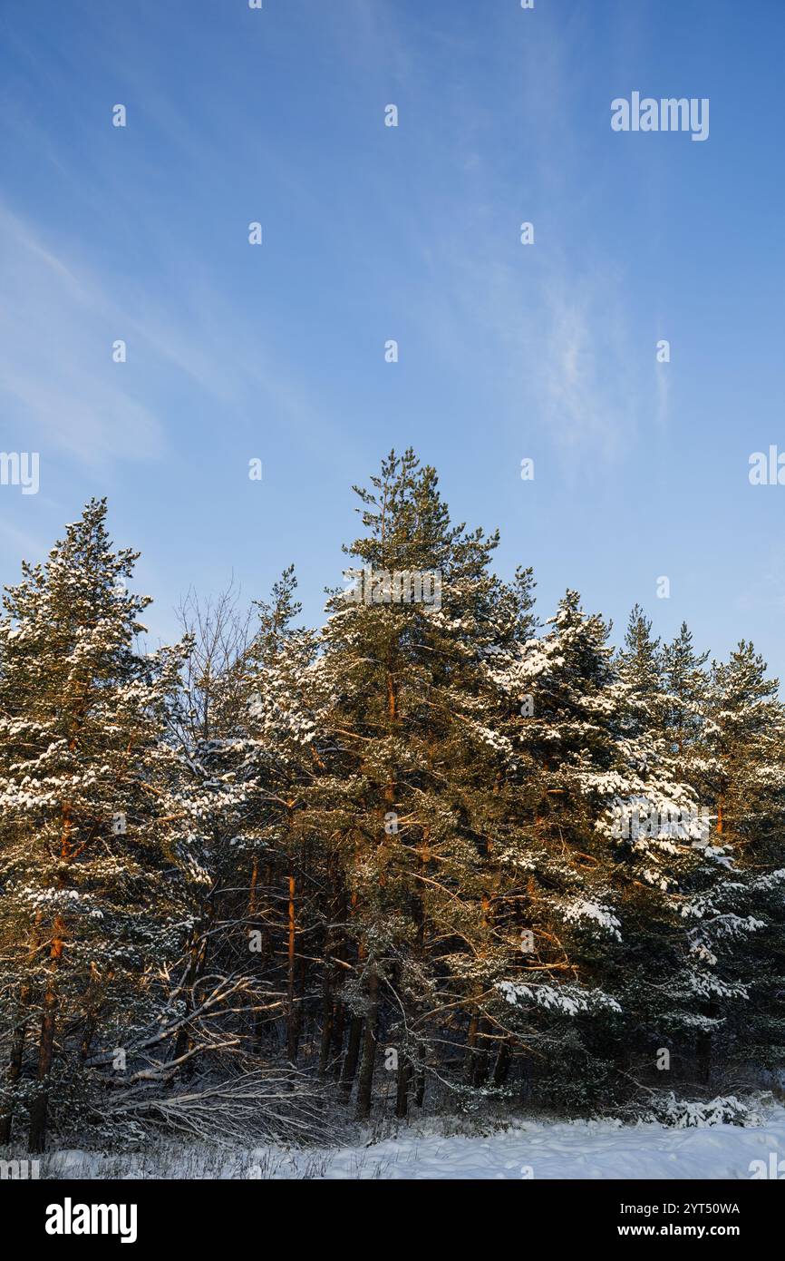 Green pine trees snow sunlight hi-res stock photography and images - Alamy