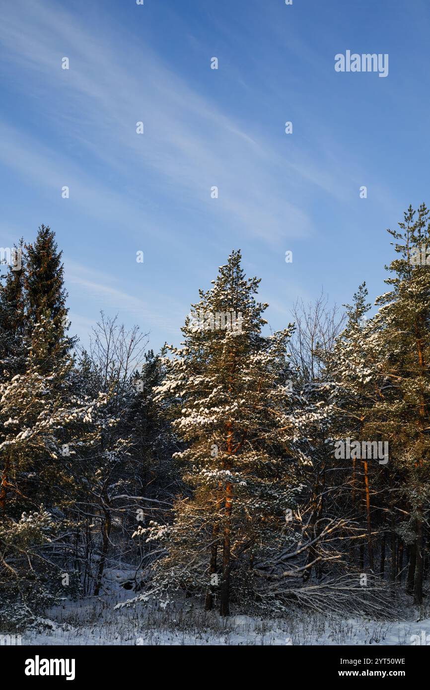 Cold weather forest hi-res stock photography and images - Alamy