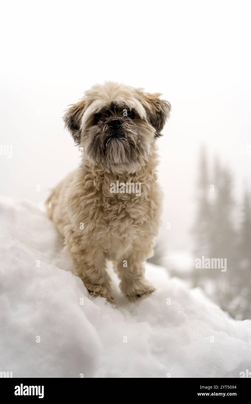 Fluffy Dog Standing on Snow in Foggy Winter Landscape Stock Photo - Alamy