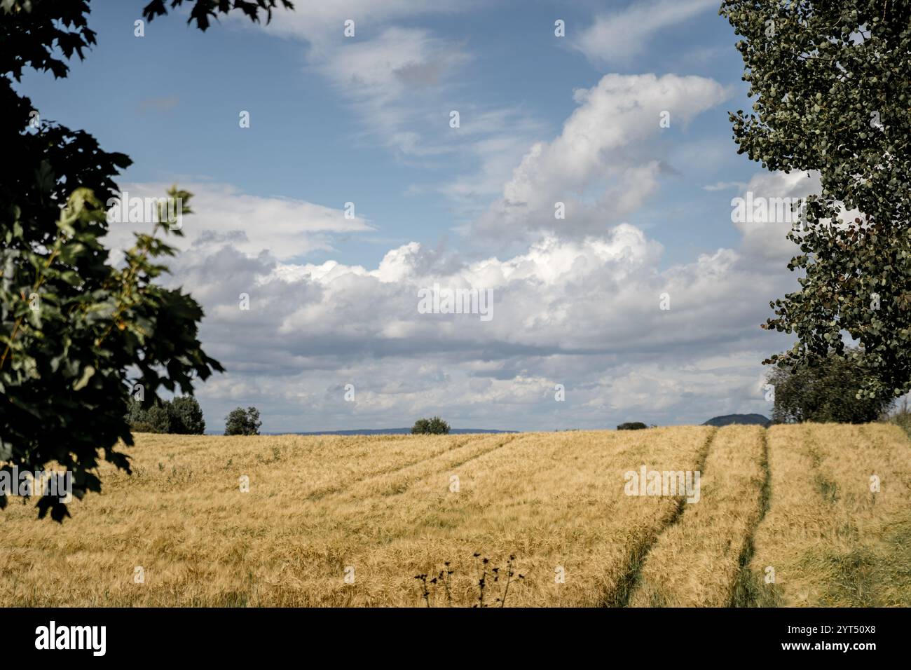 Wheat Field Agricultural Landscape in Norway Stock Photo - Alamy