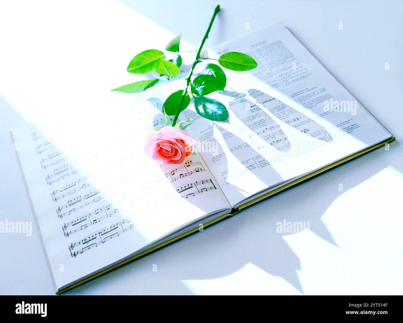 Score and Single Rose Stock Photo - Alamy