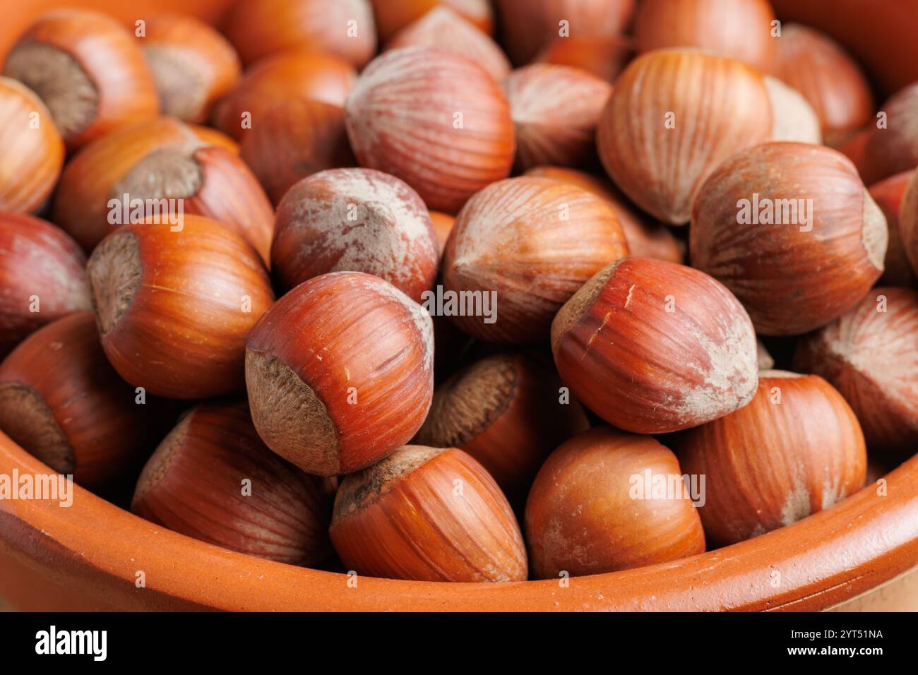 Group of hazelnuts in shell in a terracotta container ready to eat ...