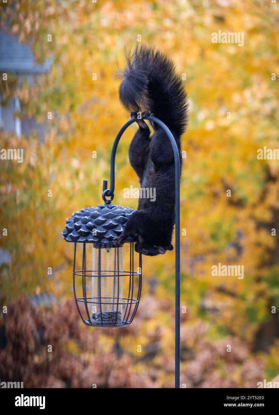 Black squirrel hanging upside down on bird feeder hook to on fall day ...