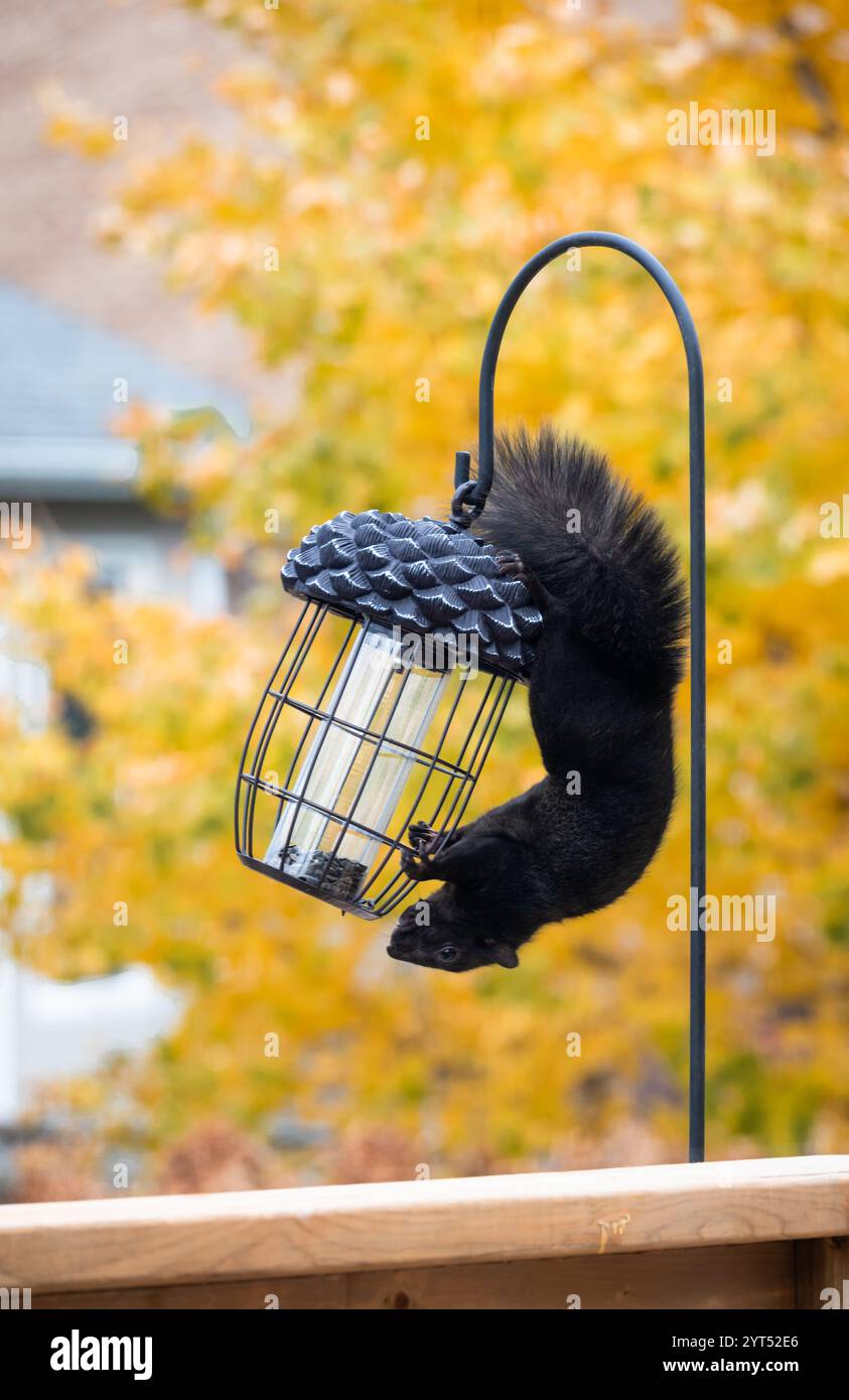 Black squirrel hanging upside down on bird feeder hook to on fall day ...