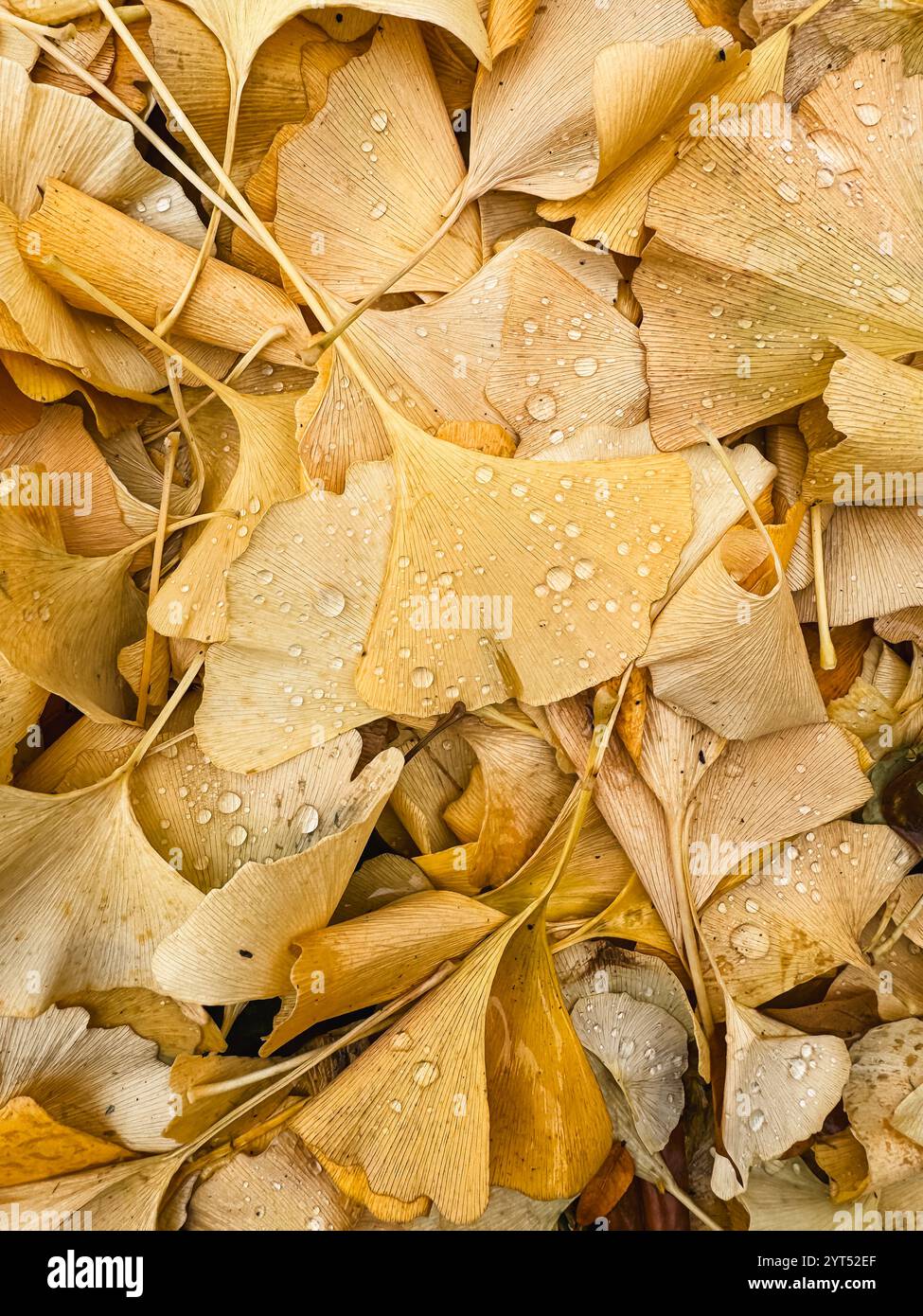 Frame filled with fallen yellow gingko biloba leaves with raindrops ...